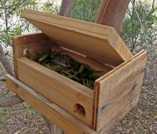 pygmy-possum-nesting-box - Hillocks Drive (Butlers Beach)